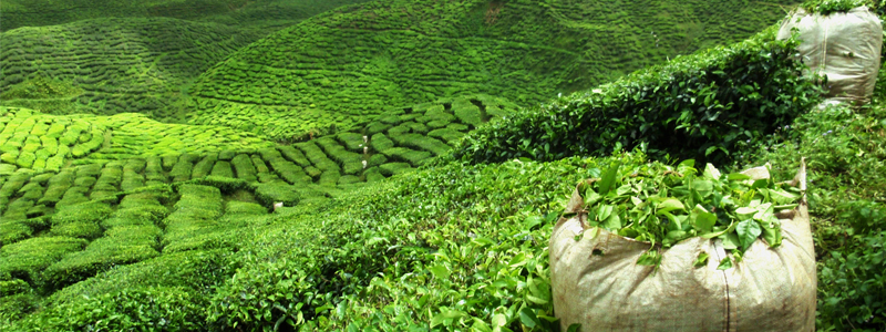 Tea imports growth recorded at over 9% in 10 months - Profit by ...