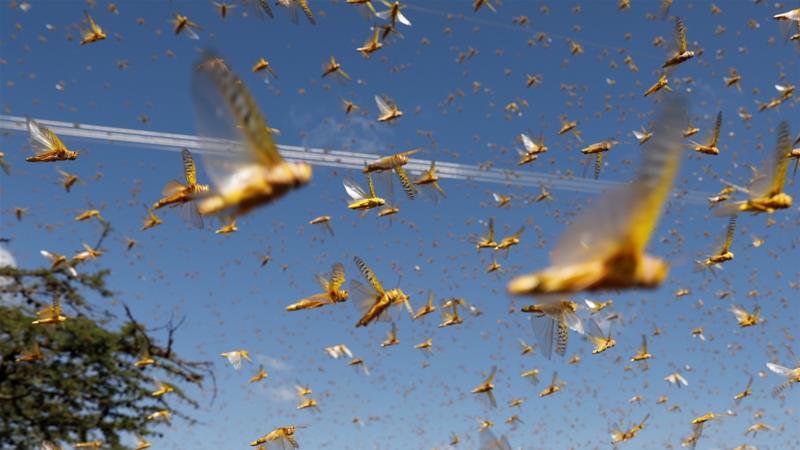 Govt plans to convert locust swarms into fertilisers - Profit by ...