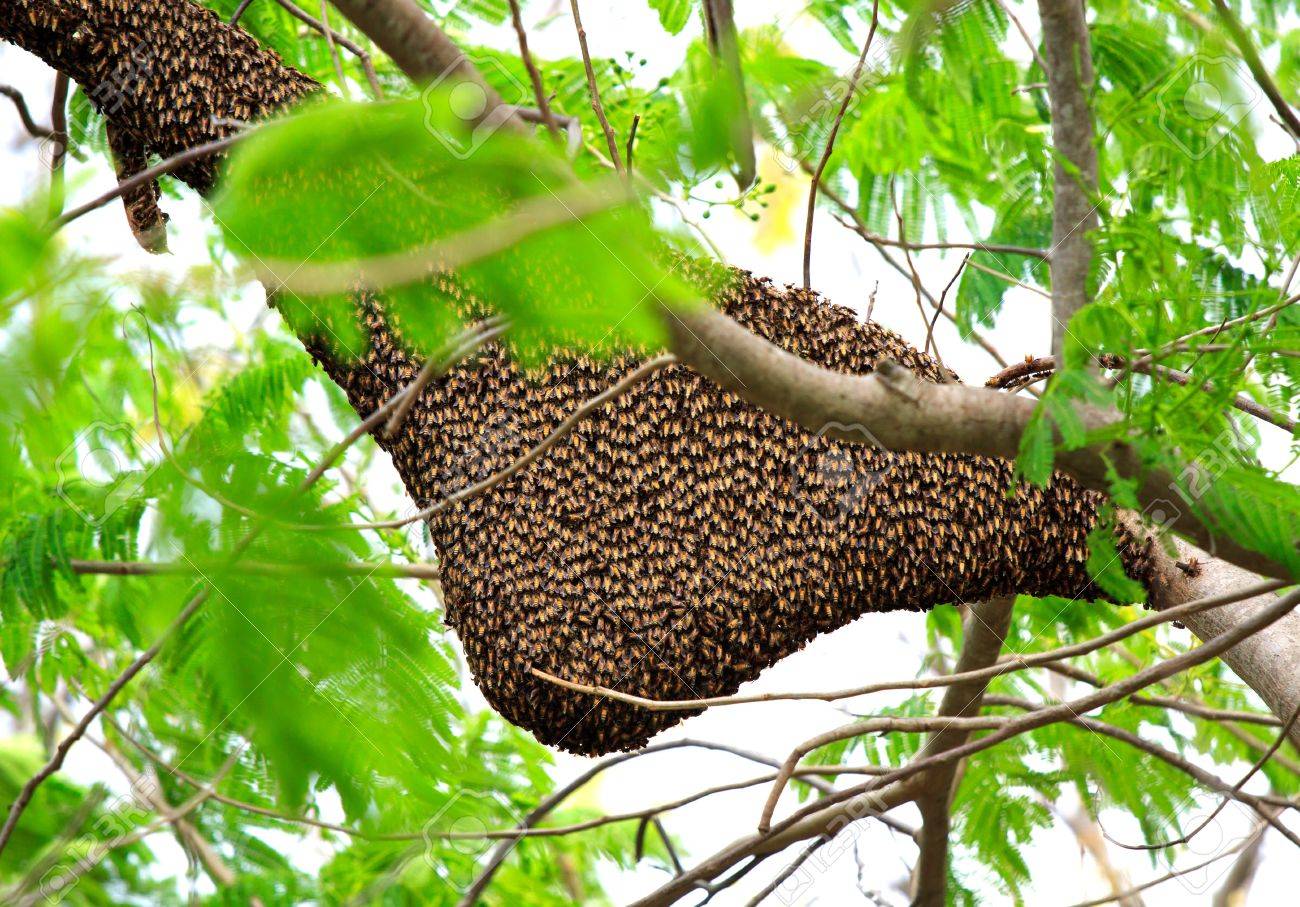Pakistan's tree-planting push has a sweetener: more honey - Profit by ...