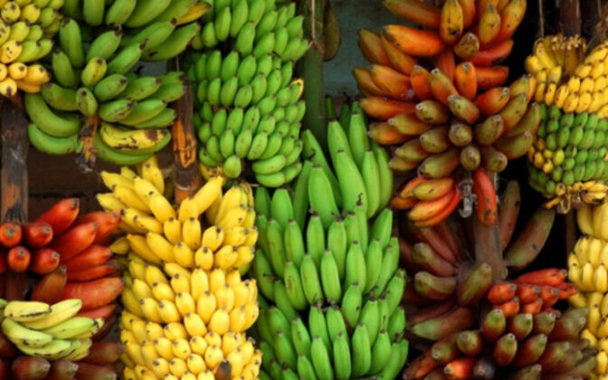 Pakistan develops two new varieties of banana - Profit by Pakistan Today