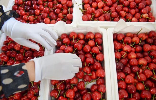 China opens doors to Pakistani cherry with strict conditions - Profit ...