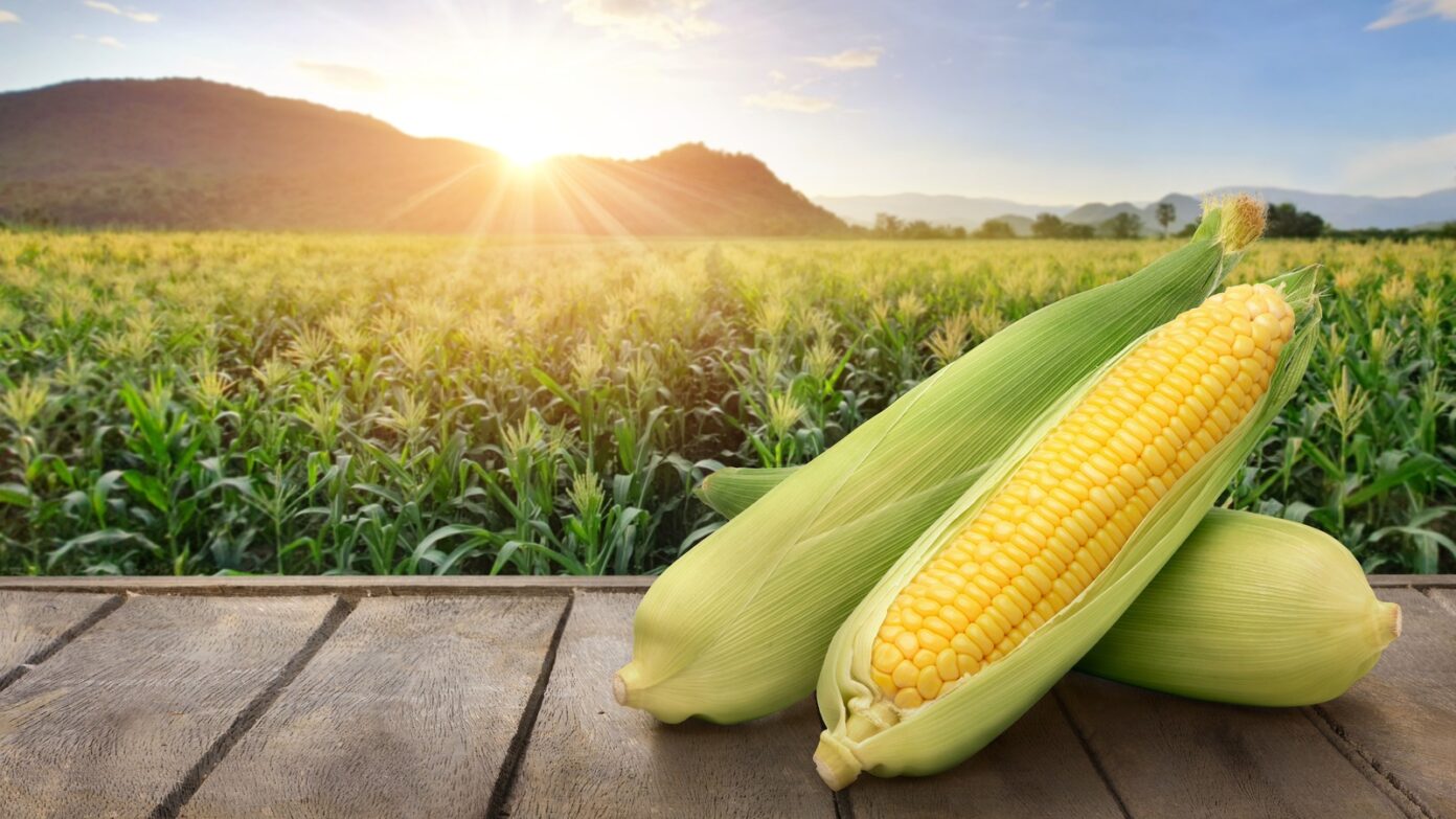 Our corn industry suffers from a ma(i)ze of problems, and it's set to ...