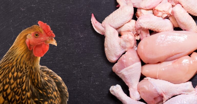 Chicken prices soar in Lahore, Karachi as retailers defy official rates ...