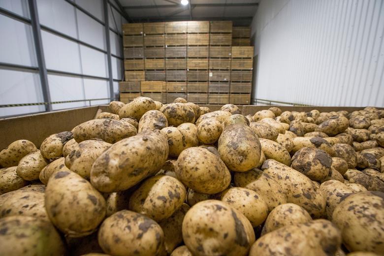 Trade with Central Asia: Pakistan's potato consignment reaches ...