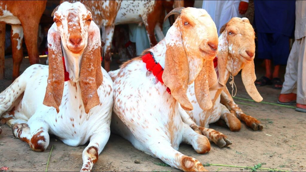 Sacrificial animal prices soar by 50-70% ahead of Eidul Adha, leaving ...