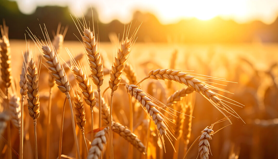 A year of wheat and water - Profit by Pakistan Today